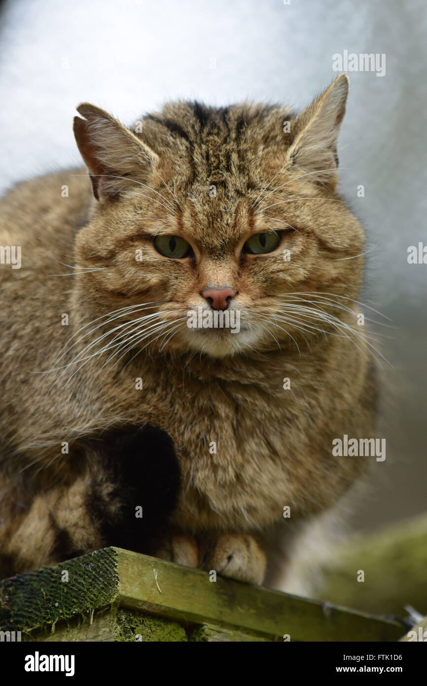 Edertal, Germany. 29th Mar, 2016. A wildcat in its enclosure at the ...