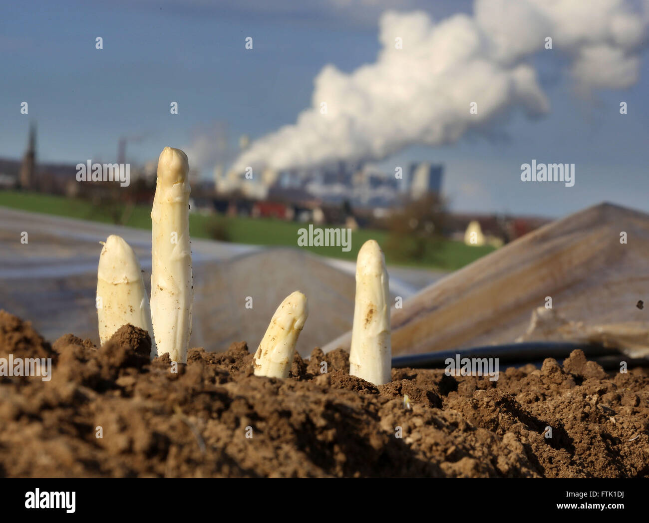 Elsdorf, Germany. 29th Mar, 2016. Asparagus, with the brown coal-fired ...