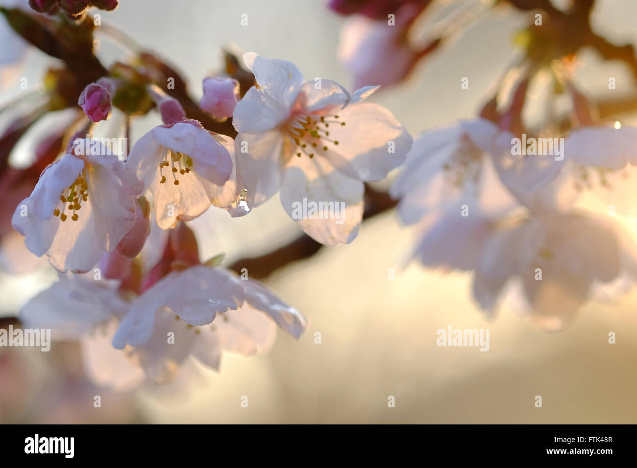 Cherry blossoms are seen early morning at Yoyogi Park in Tokyo, Japan ...