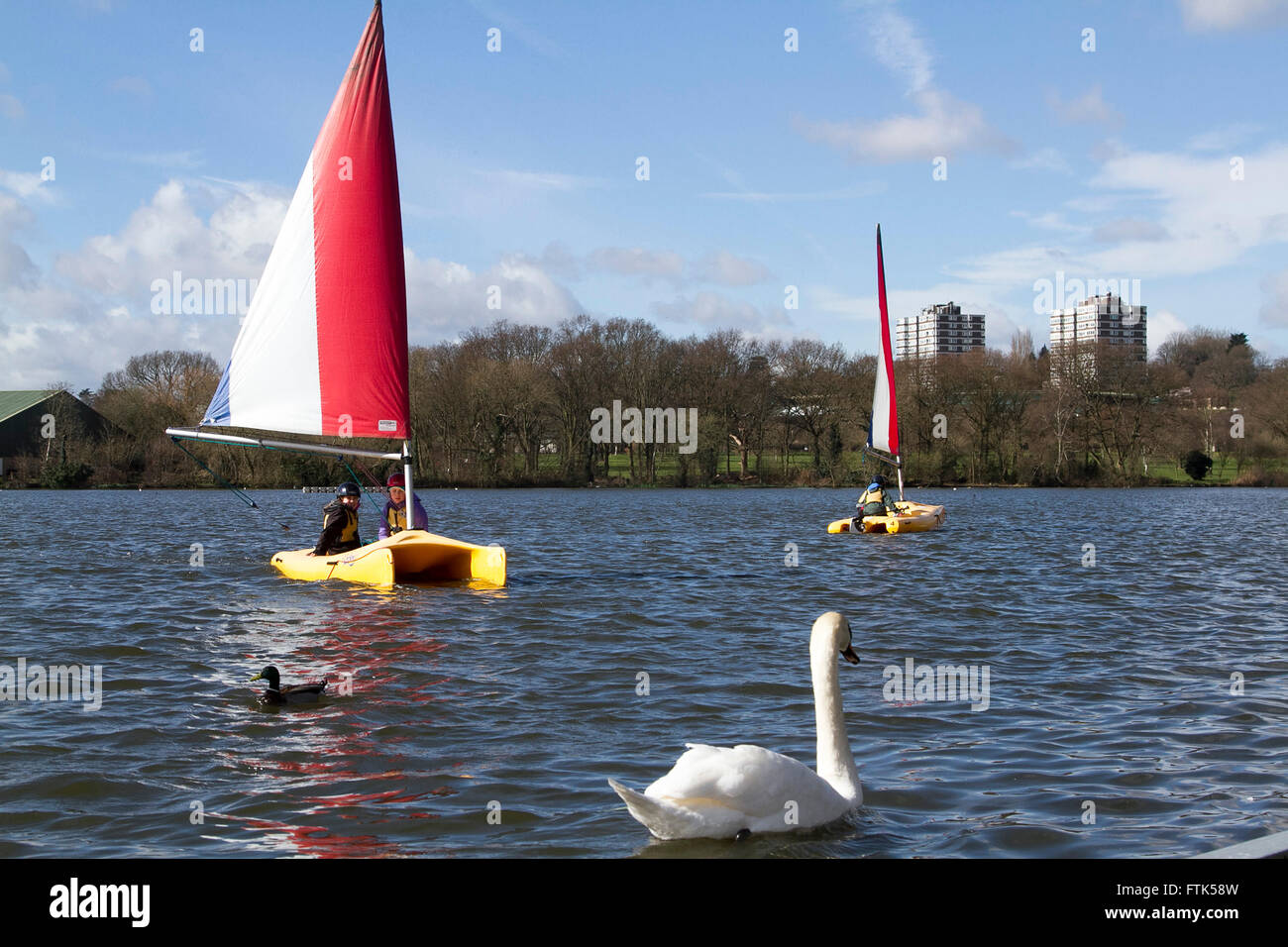 Wimbledon London, UK. 30th March 2016. UK Weather: A white swan swims ...