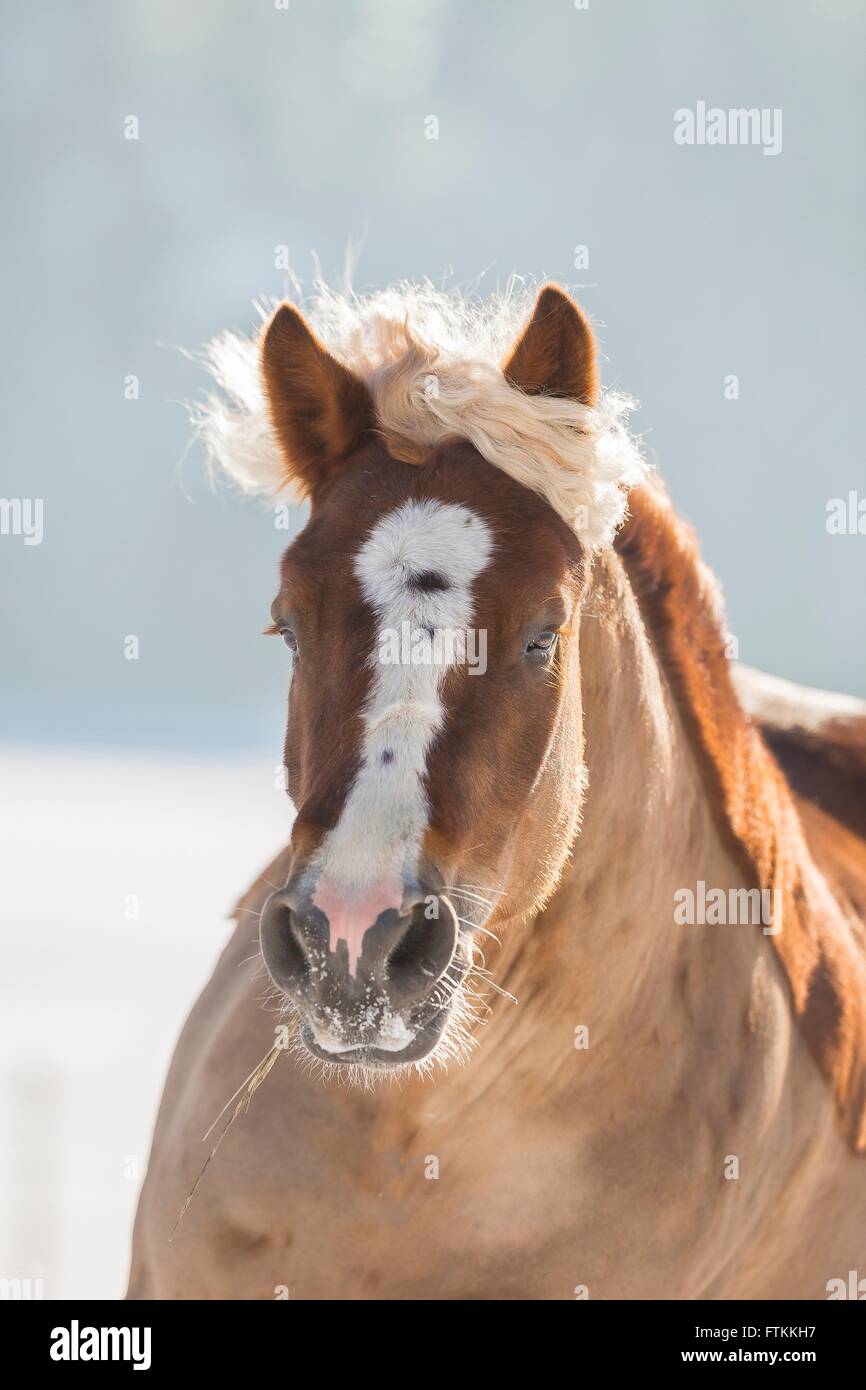 Black Forest Horse. Portrait of chestnut gelding with clipped coat ...