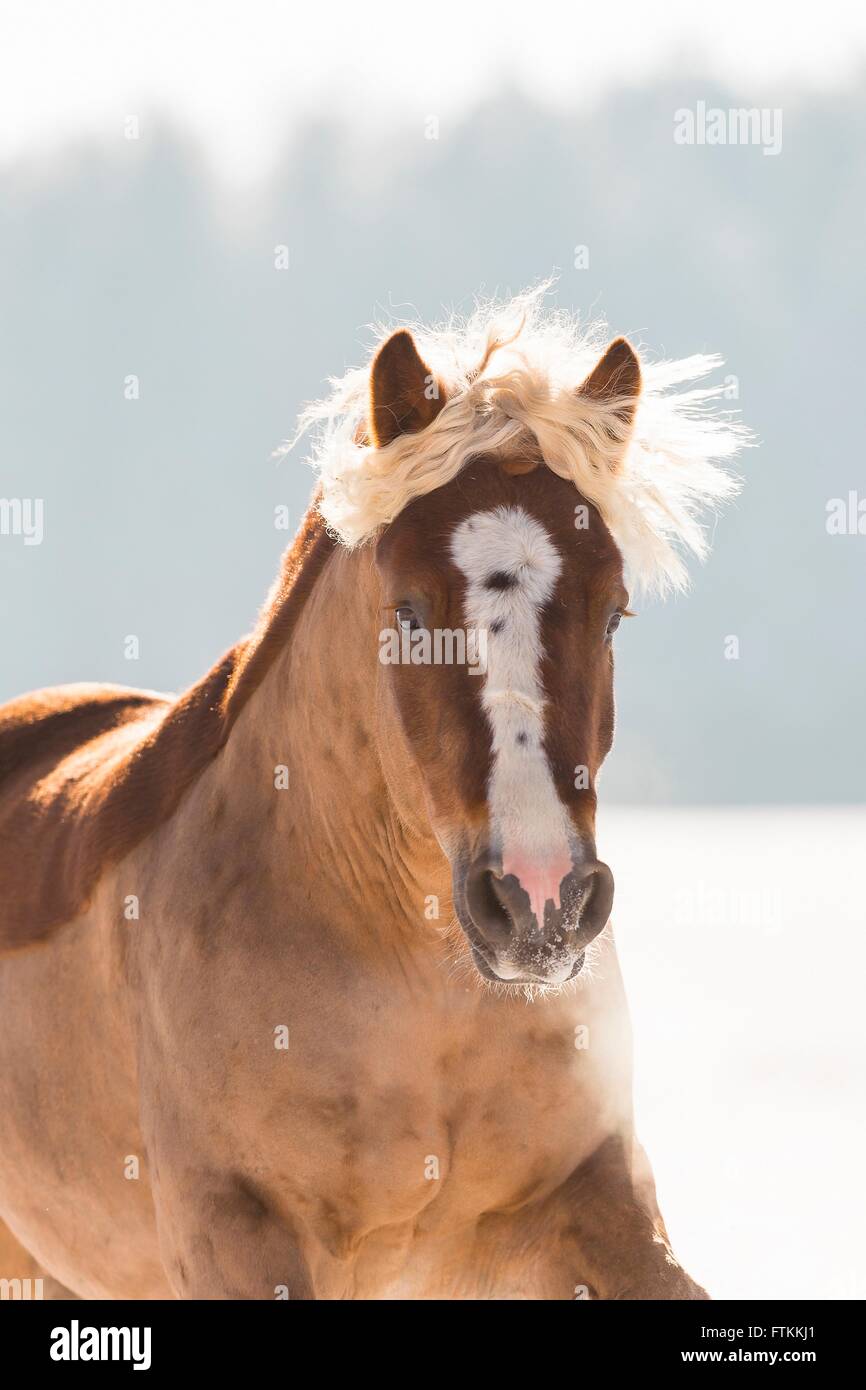 Black Forest Horse. Portrait of chestnut gelding with clipped coat ...