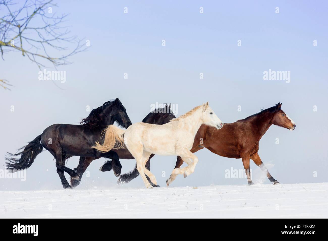 Four galloping horses hi-res stock photography and images - Alamy