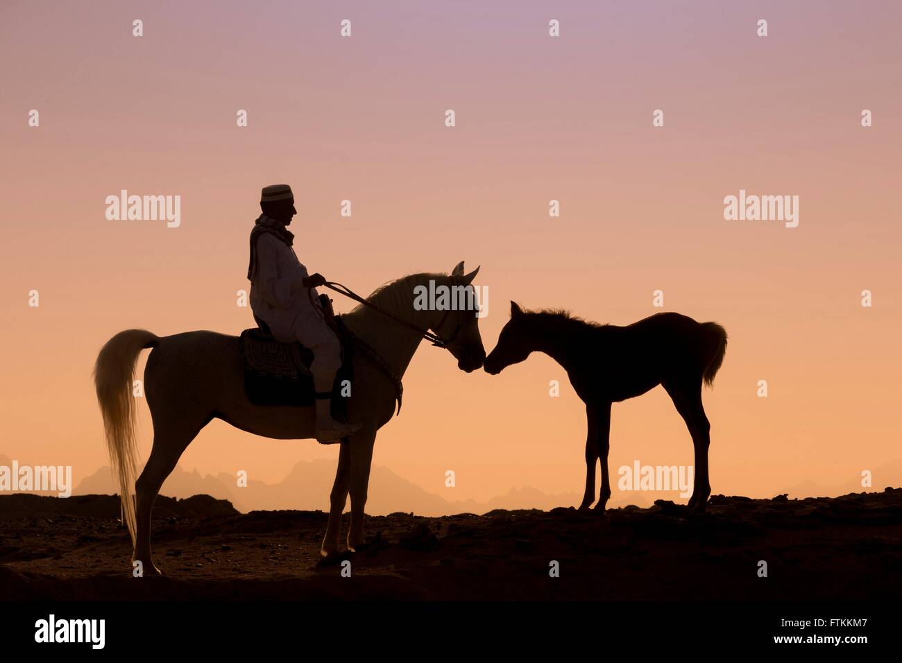 Arab Horse. Rider on gray mare standing in the desert. The mare is ...