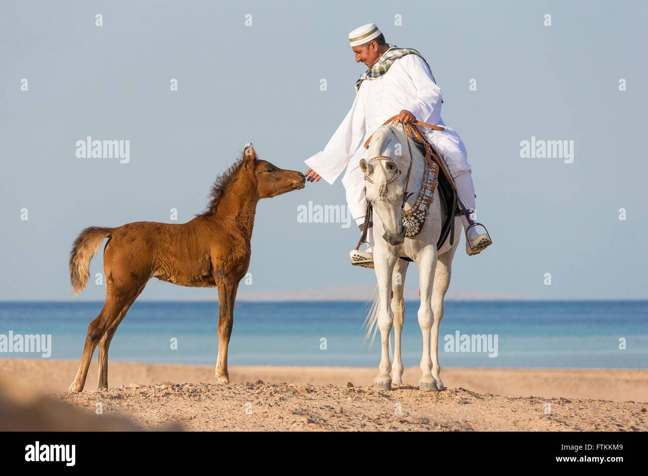 Arab Horse. Rider on gray mare standing in the desert, while her foal ...