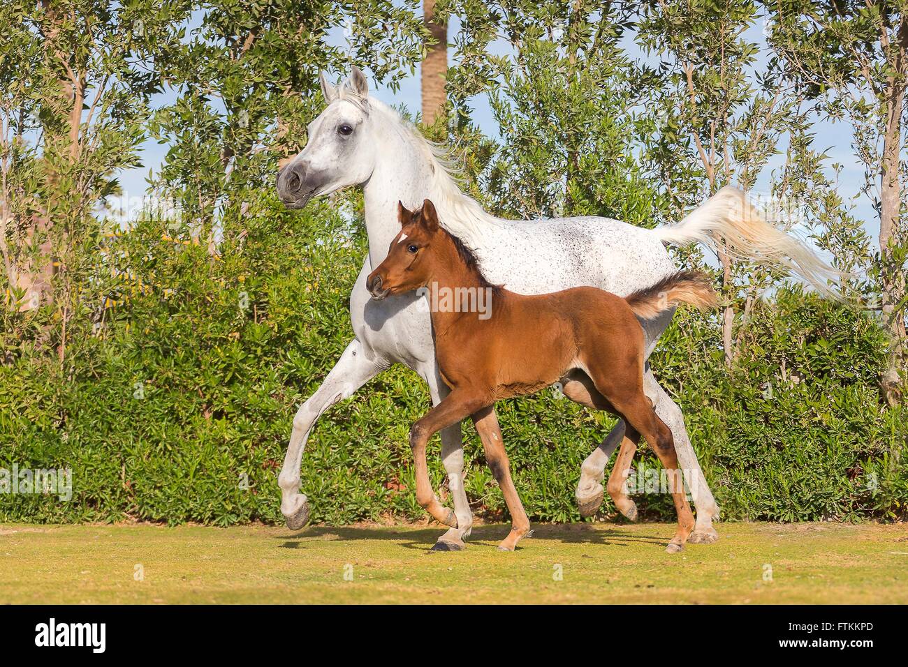 Grey arab trot hi-res stock photography and images - Alamy