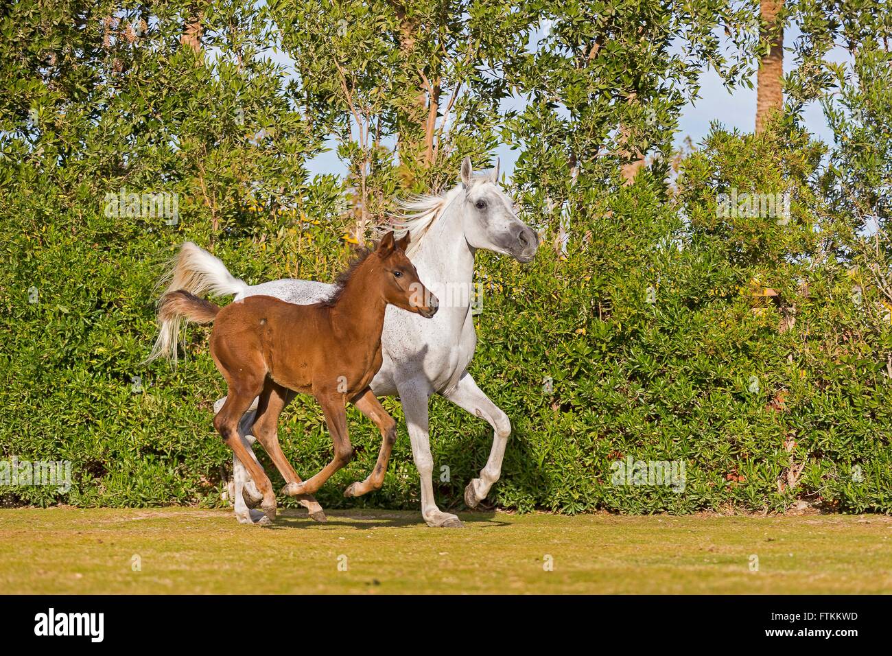 Grey Arab Trot High Resolution Stock Photography and Images - Alamy