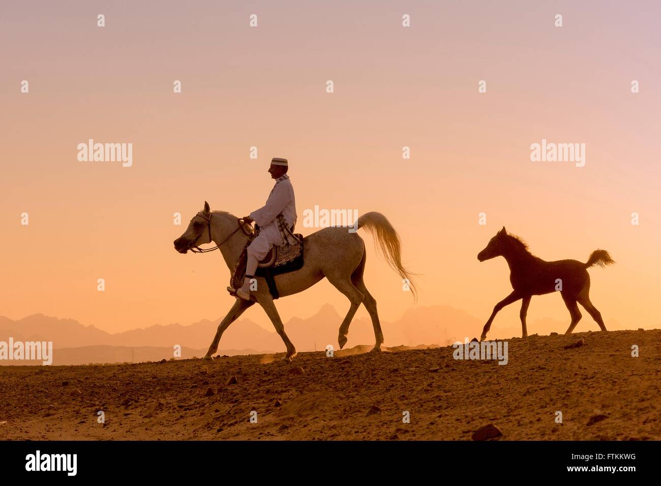 Arab Horse. Rider on gray mare trotting in the desert, while her foal ...