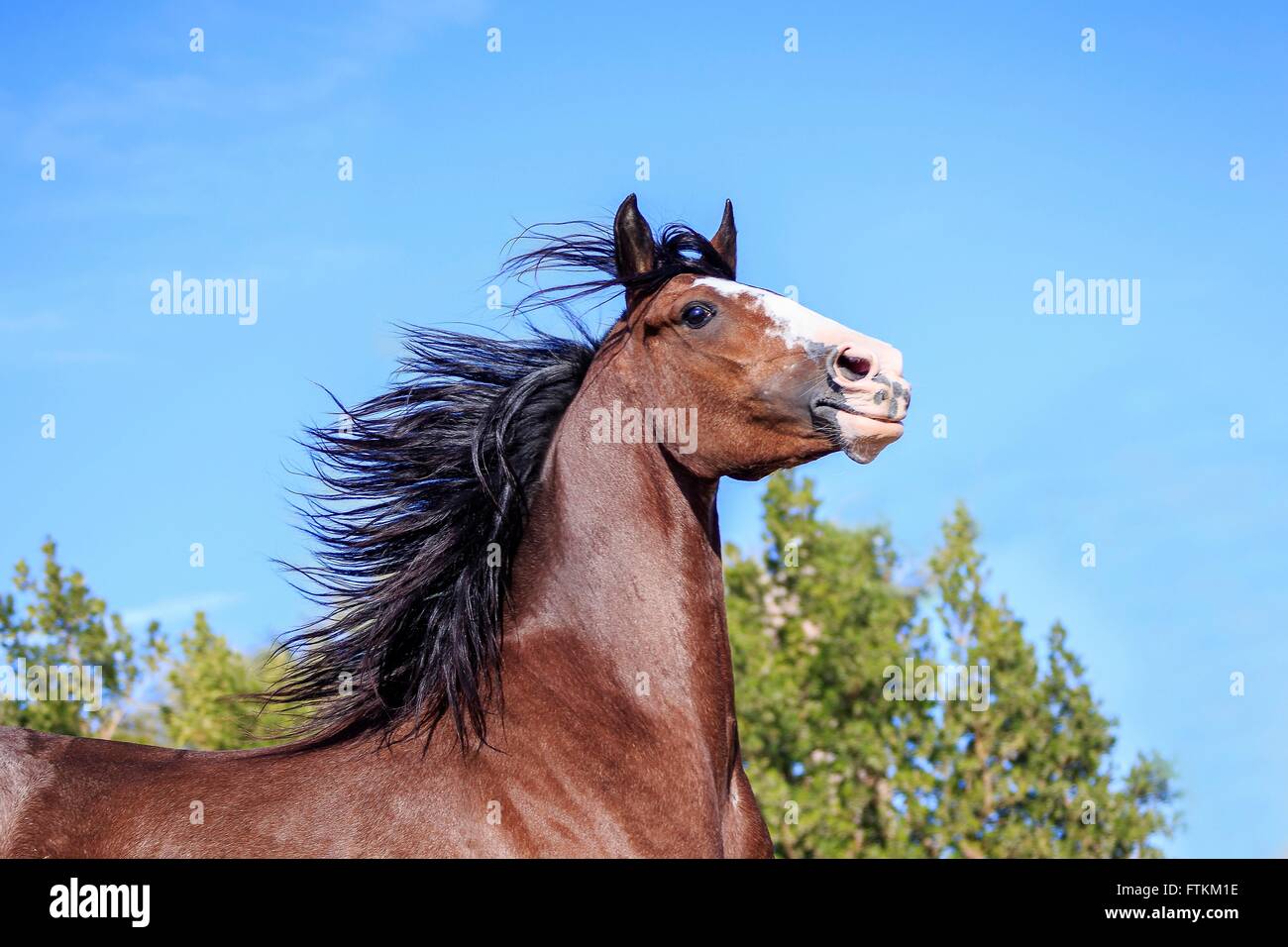 Barb Horse. Portrait of bay mare with mane flowing. Egypt Stock Photo ...