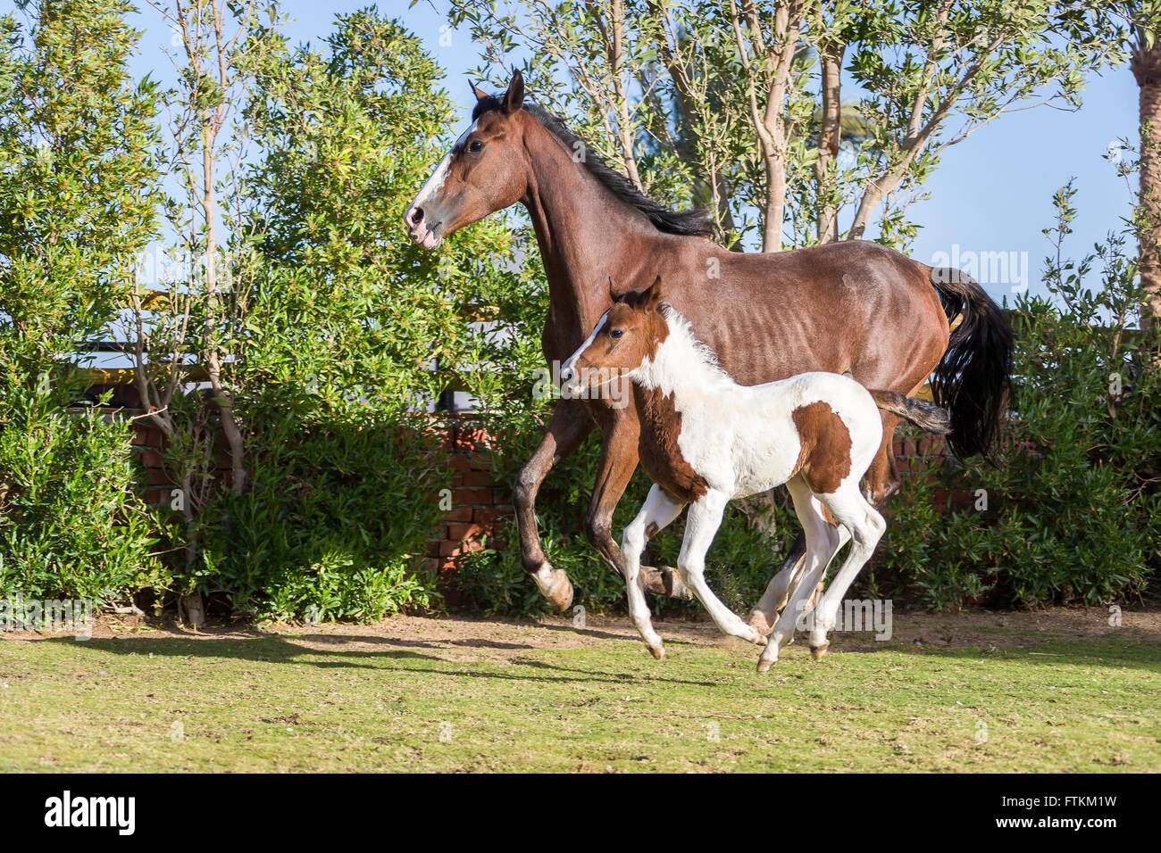 Barb Horse. Bay mare with skewbald foal galloping on a lawn. Egypt ...