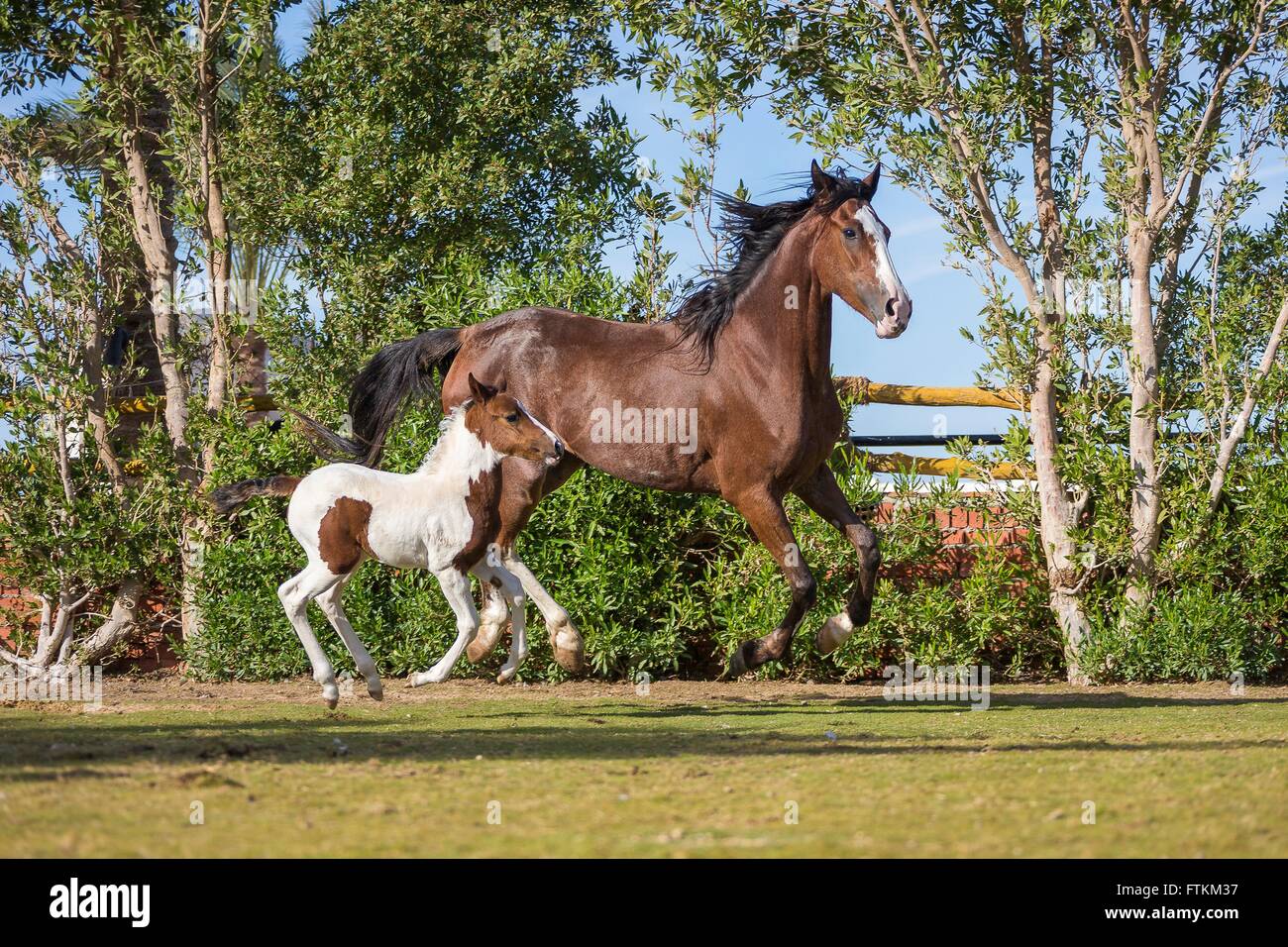 Barb Horse. Bay mare with skewbald foal galloping on a lawn. Egypt ...