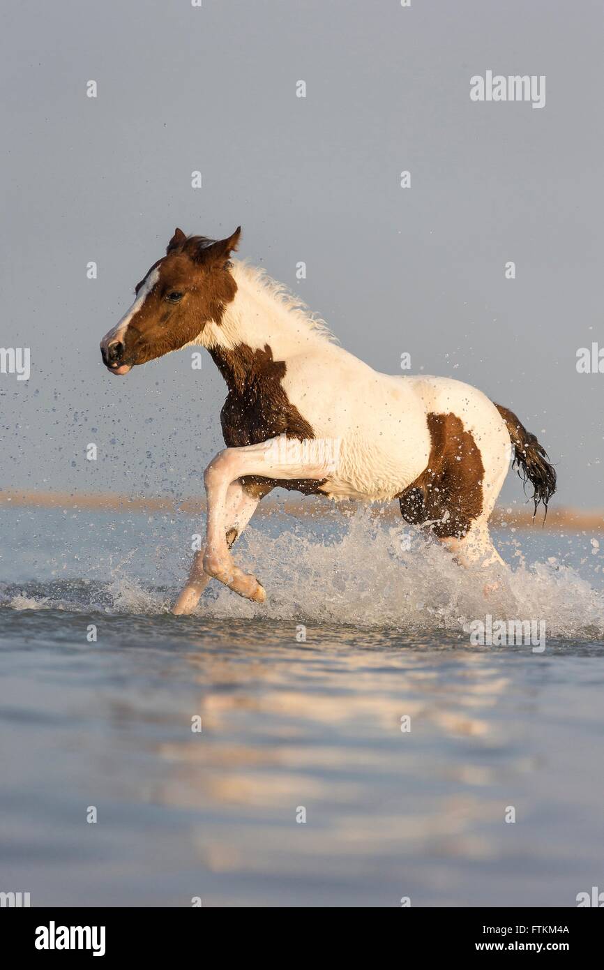 Barb Horse. Skewbald filly-foal galloping in the sea. Egypt Stock Photo ...
