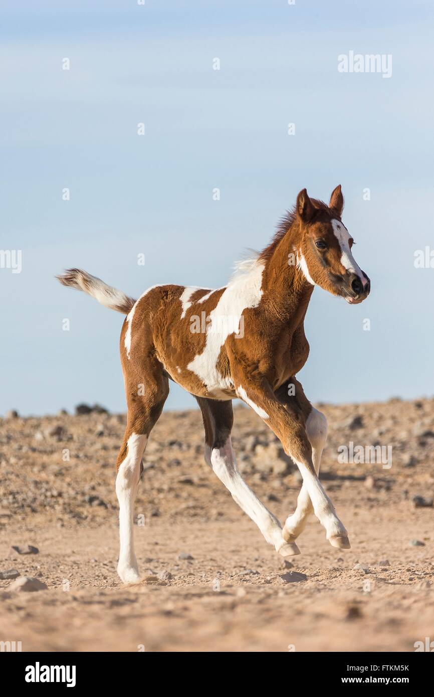Barb Horse. Skewbald filly-foal galloping in the desert. Egypt Stock ...