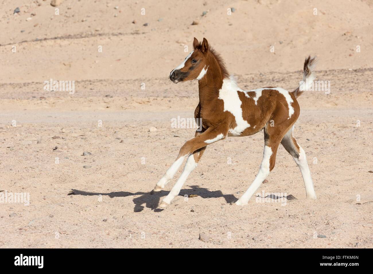 Barb Horse. Skewbald filly-foal galloping in the desert. Egypt Stock ...
