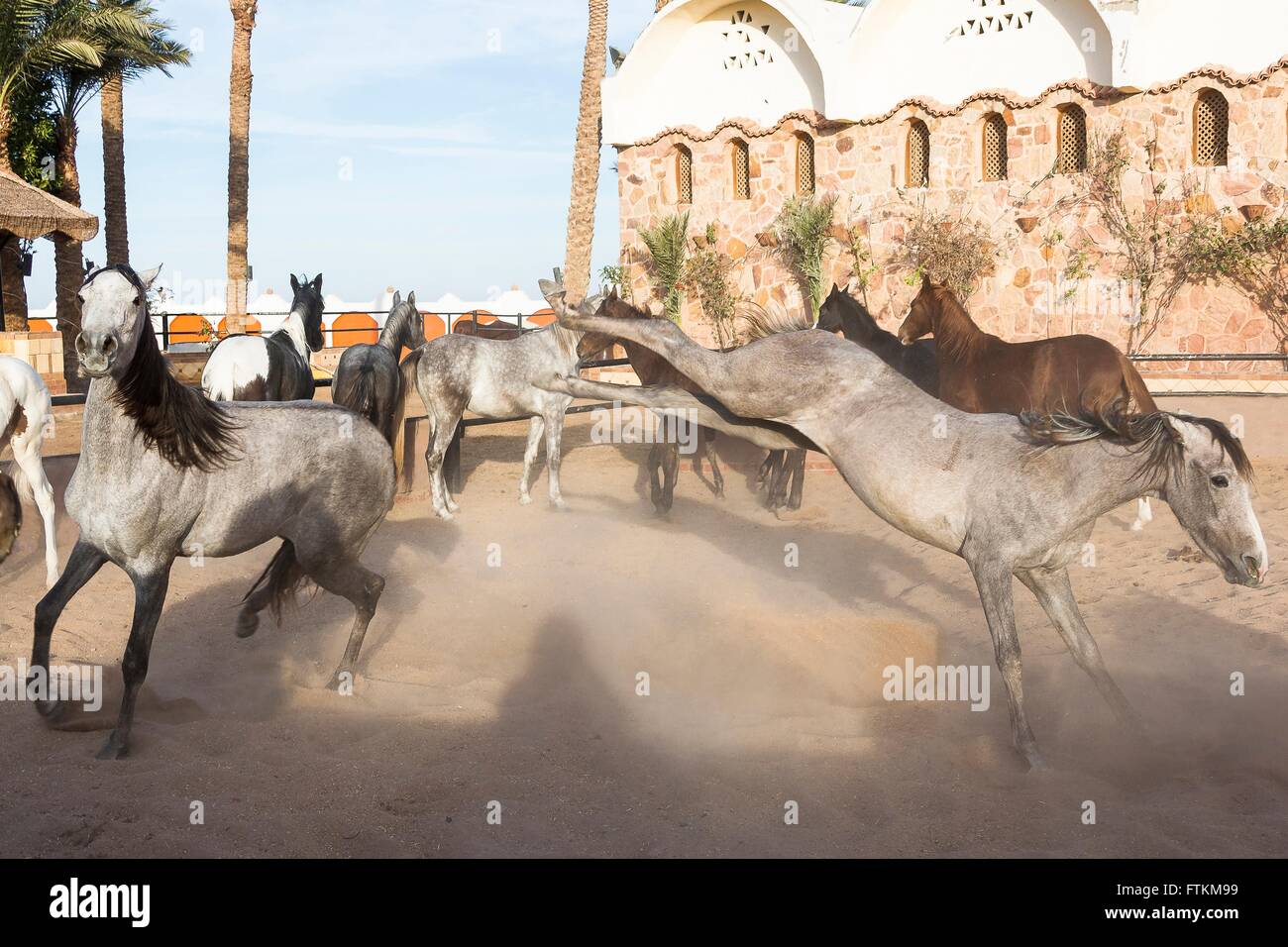 Arab Horse. Mares fighting in a paddock. Egypt Stock Photo - Alamy