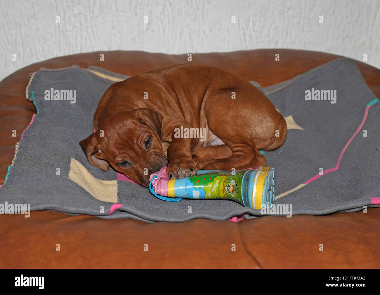 Rhodesian Ridgeback. Puppy lying on a bed bed while gnawing on a ...