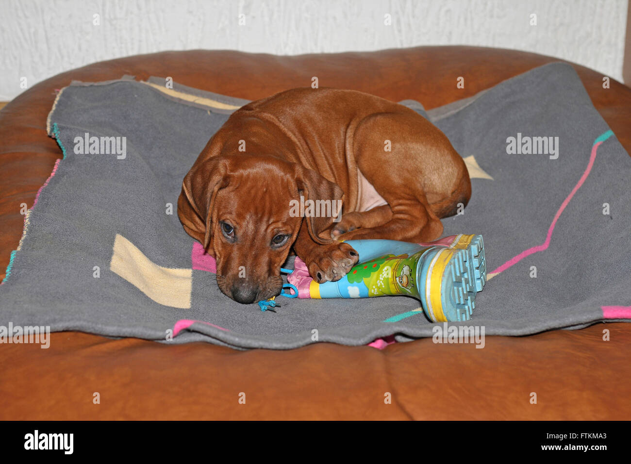 Rhodesian Ridgeback. Puppy lying on a bed bed while gnawing on a ...