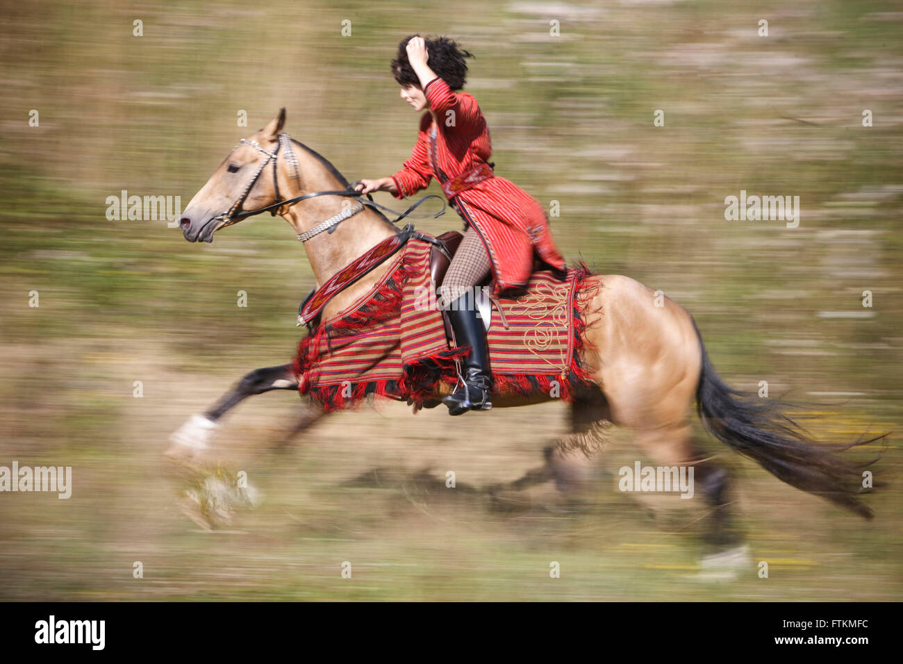 Akhal-Teke. Buckskin stallion galloping with rider in Russian costume ...