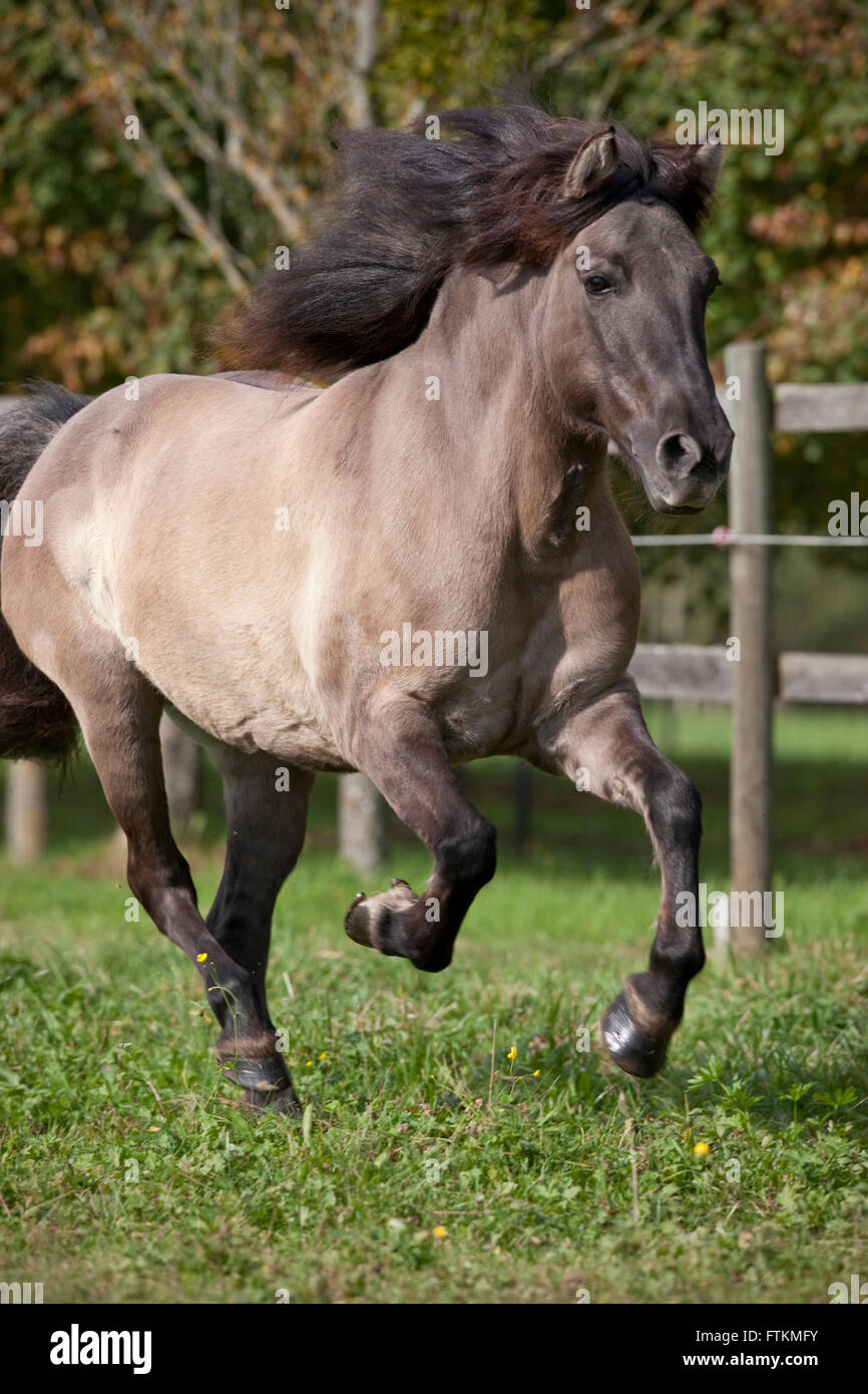 Duelmen Pony. Dun mare galloping on a pasture. Austria Stock Photo - Alamy