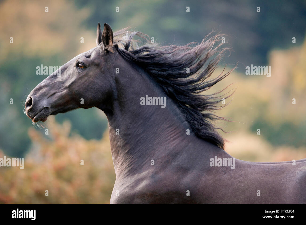 Black Kladruber Horse High Resolution Stock Photography and Images - Alamy