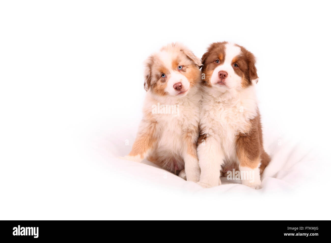 Australian Shepherd. Two puppies (6 weeks old) sitting next to each ...