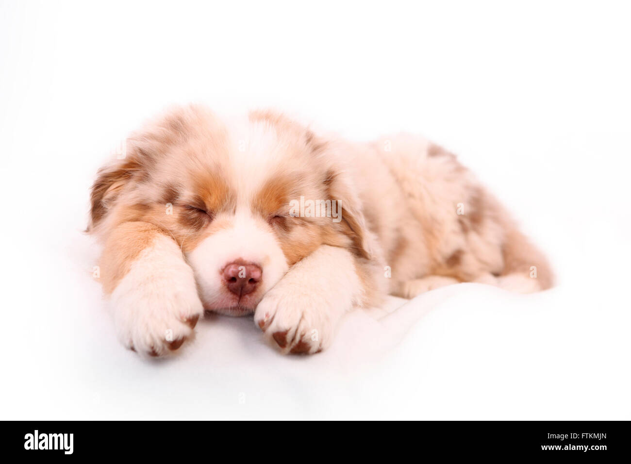 Australian Shepherd. Puppy (6 weeks old) sleeping. Studio picture ...