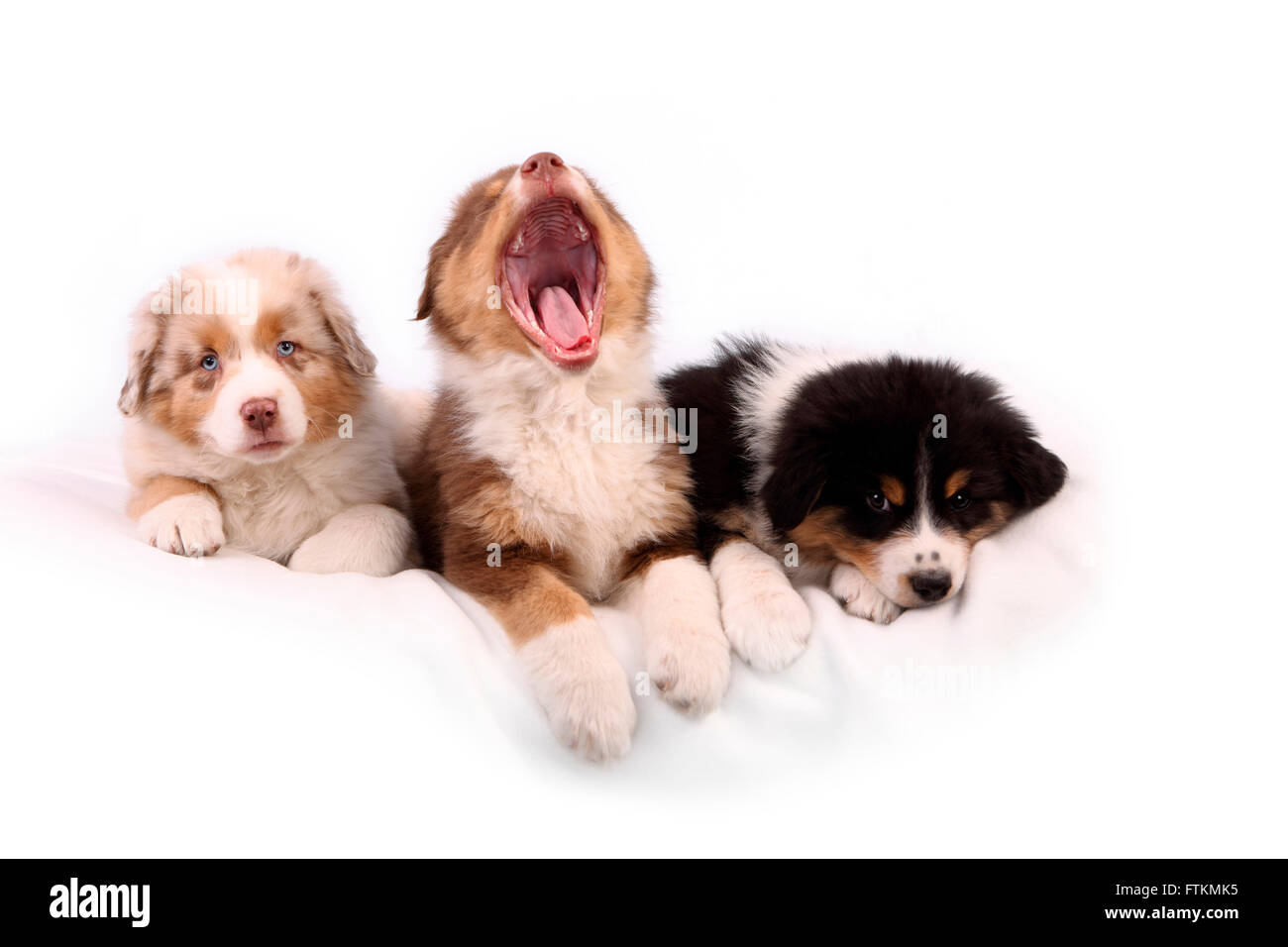 Australian Shepherd. Three puppies (6 weeks old) lying next to each ...