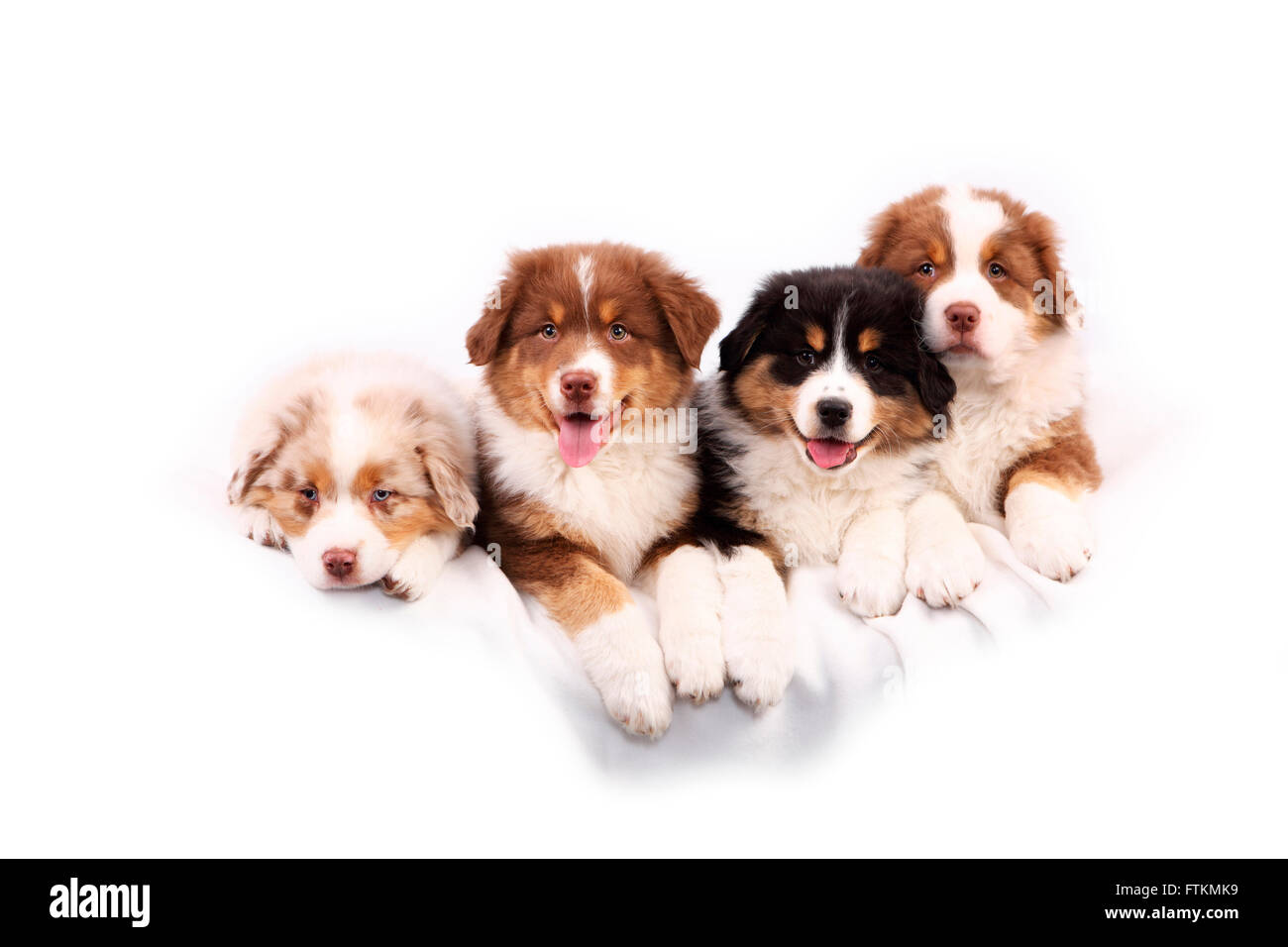 Australian Shepherd. Four puppies (6 weeks old) lying next to each ...