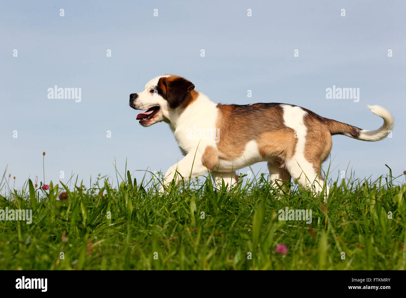 St. Bernard Dog. Puppy running on a meadow. Germany Stock Photo - Alamy