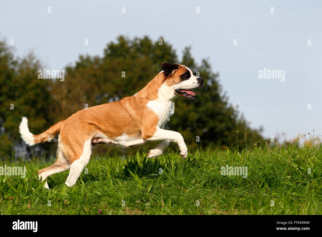 St. Bernard Dog. Adult dog running on a meadow. Germany Stock Photo - Alamy