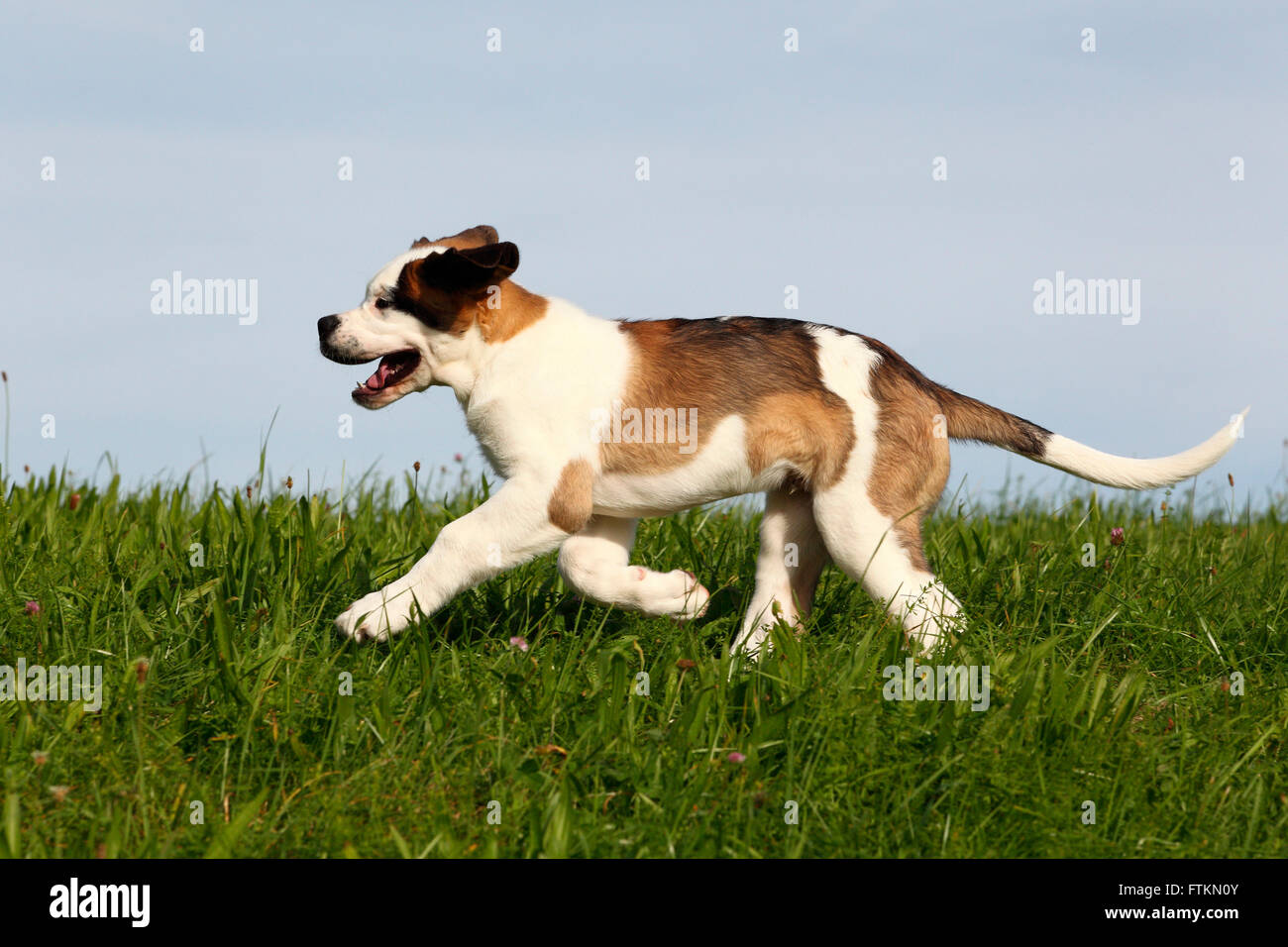 St. Bernard Dog. Puppy running on a meadow. Germany Stock Photo - Alamy