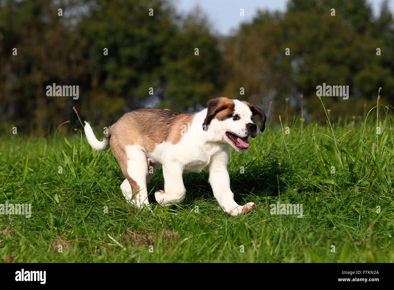 St. Bernard Dog. Puppy running on a meadow. Germany Stock Photo - Alamy