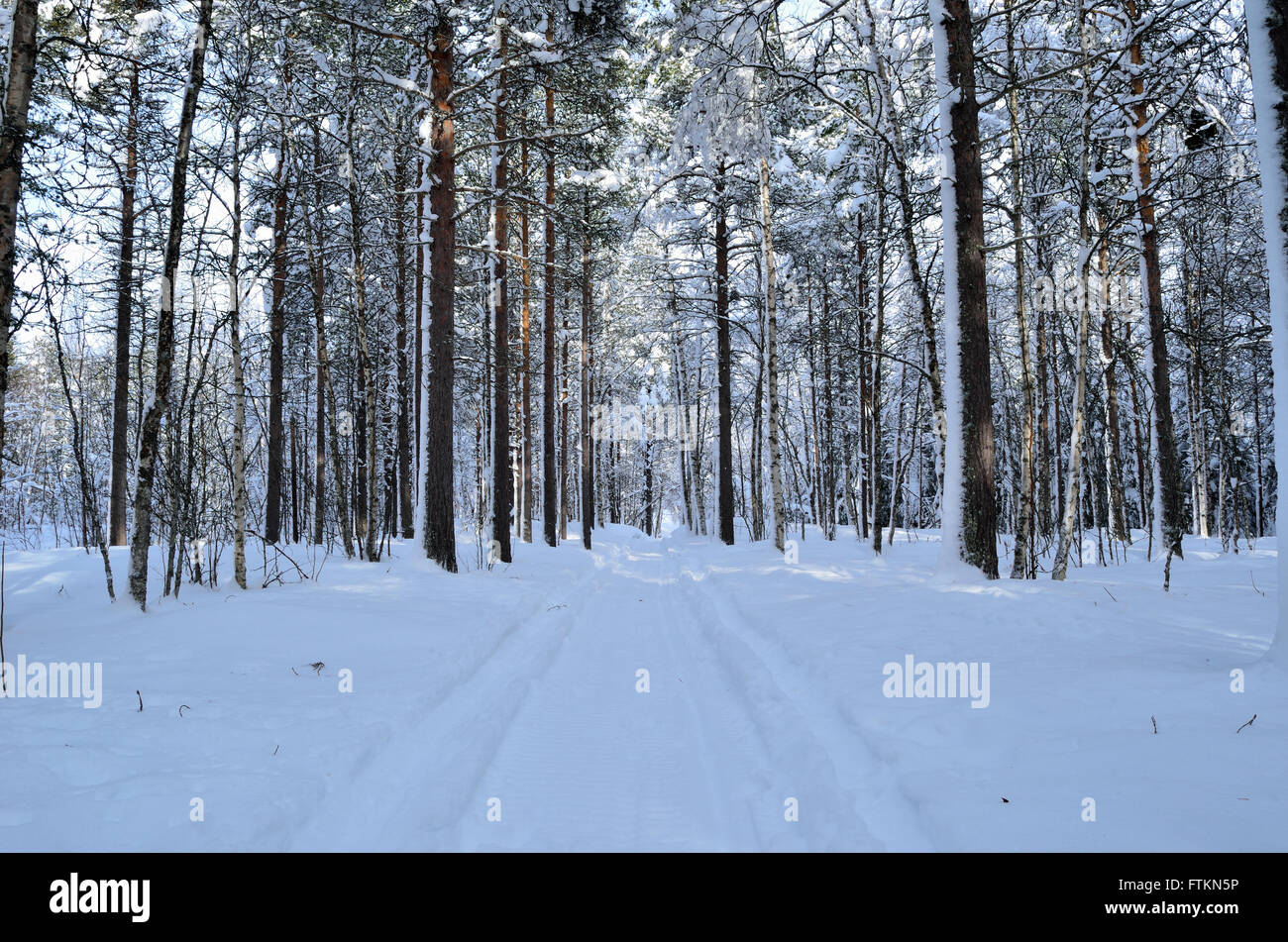 sunny and snowy pine tree forest with small snowy forest road Stock ...