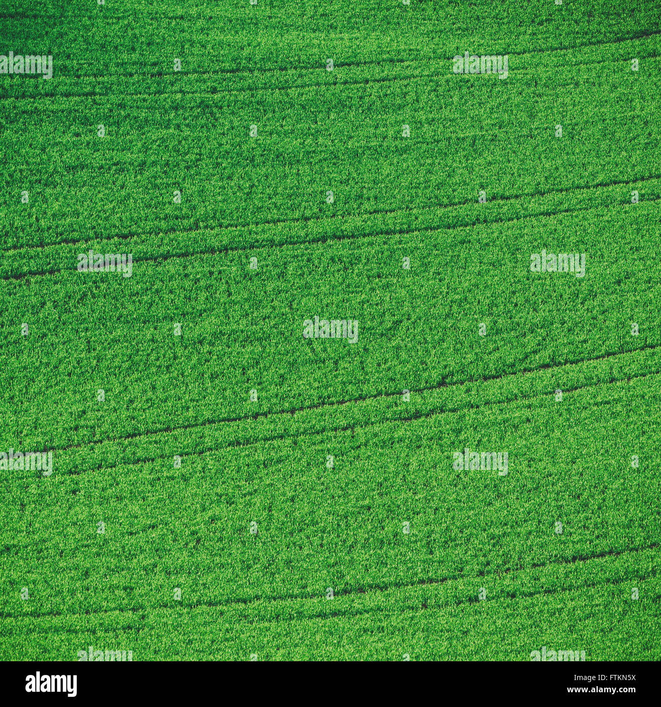 Green grass field background Stock Photo - Alamy
