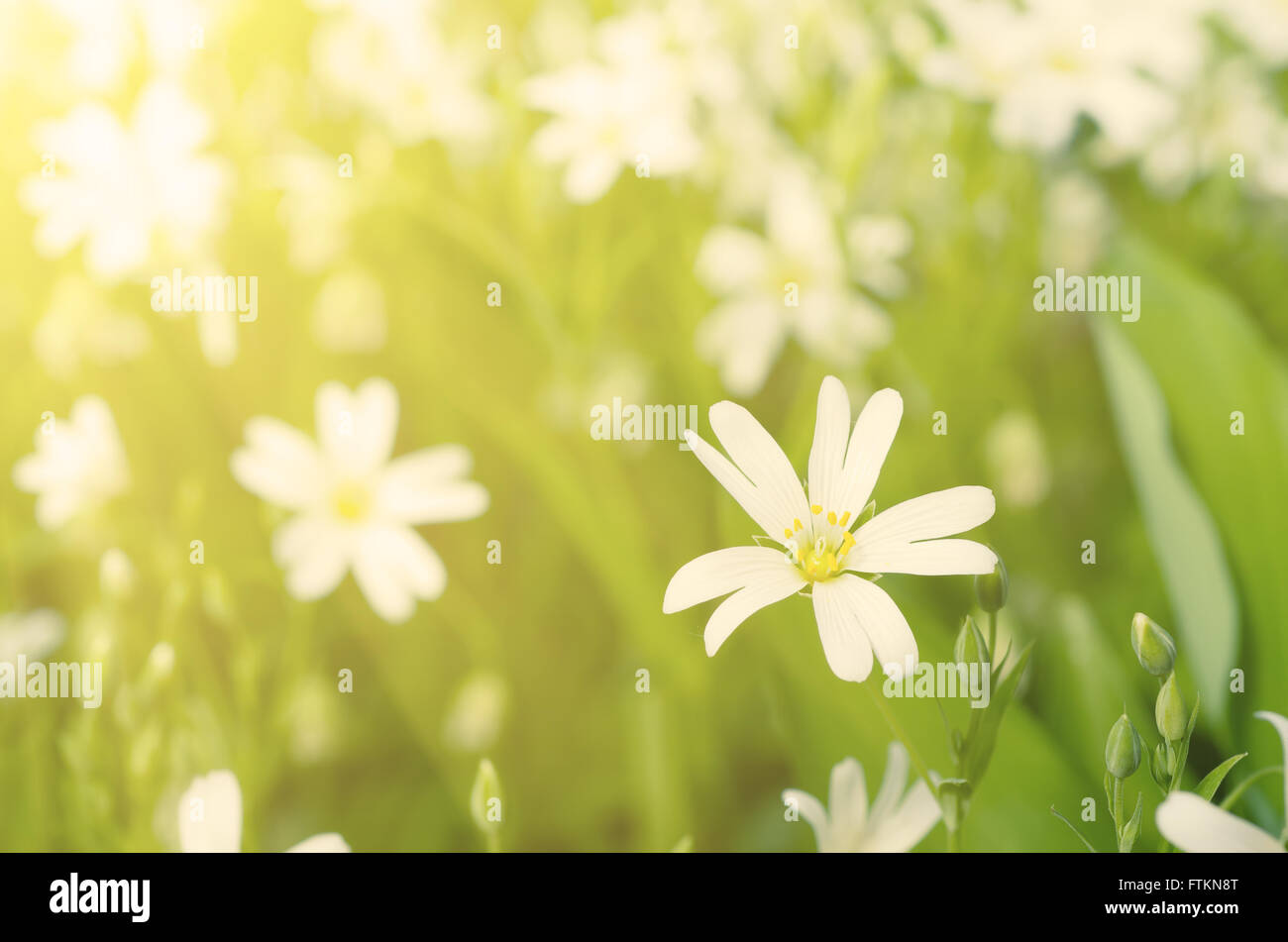 White spring flowers Stock Photo - Alamy
