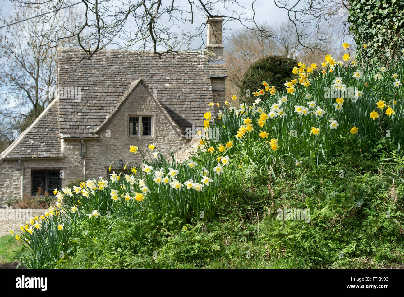 Spring Daffodil flowers in Ablington, Cotswolds, Gloucestershire ...