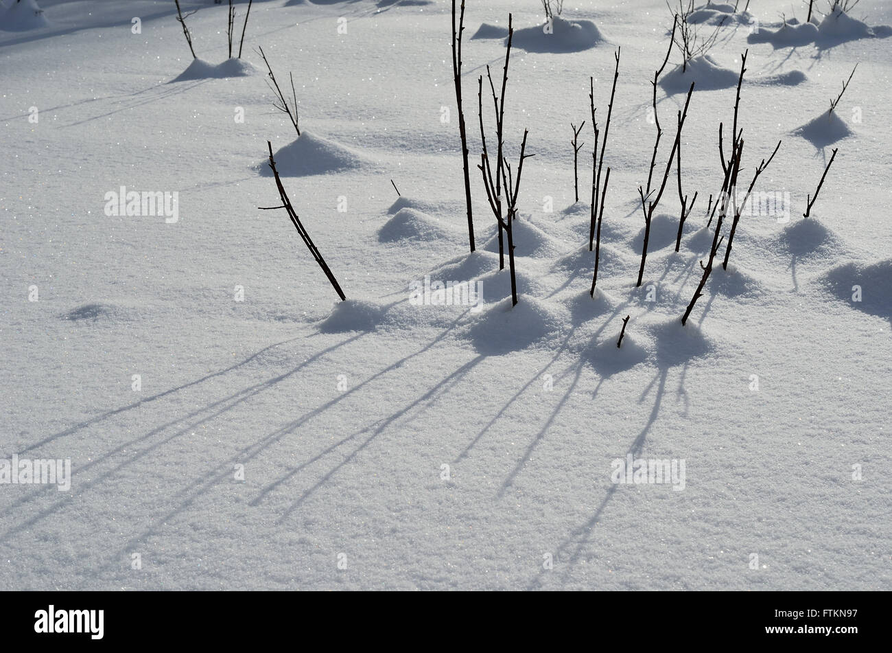 small twigs in deep snow casting shadow Stock Photo - Alamy