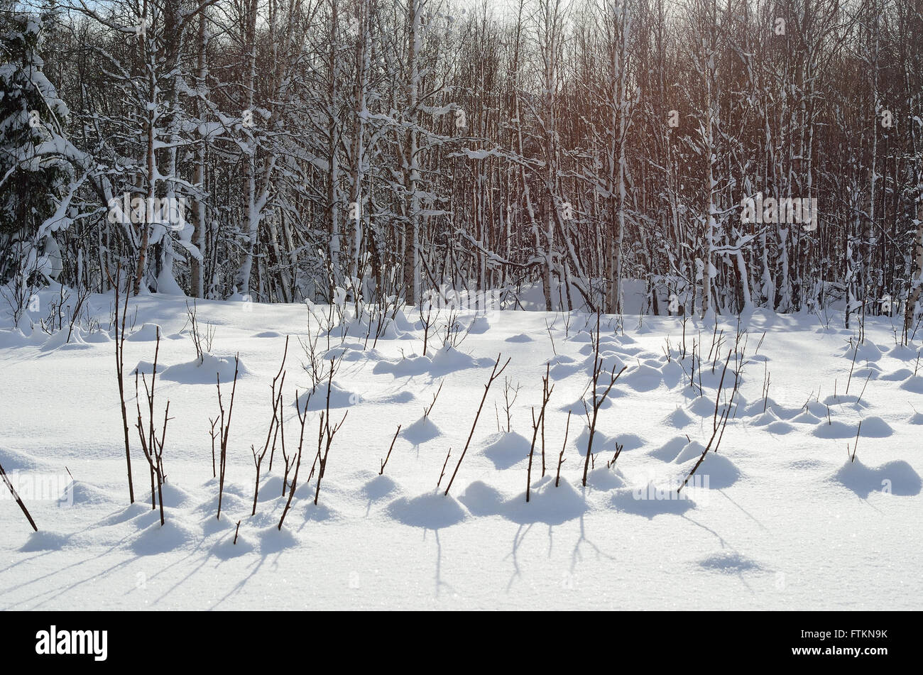 small twigs in deep snow casting shadow Stock Photo - Alamy