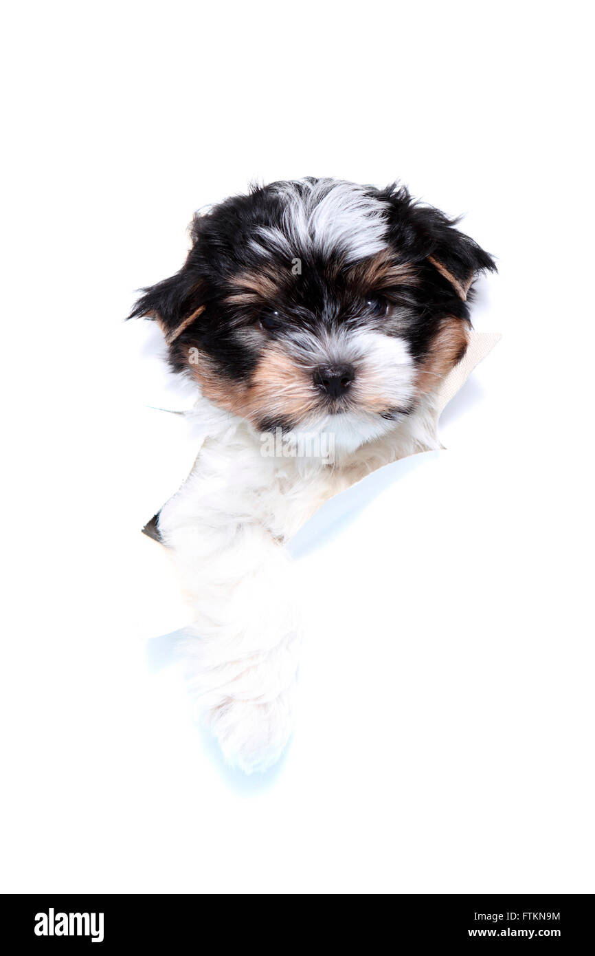 Biewer Terrier. Puppy (8 weeks old) looking through a white paper wall ...