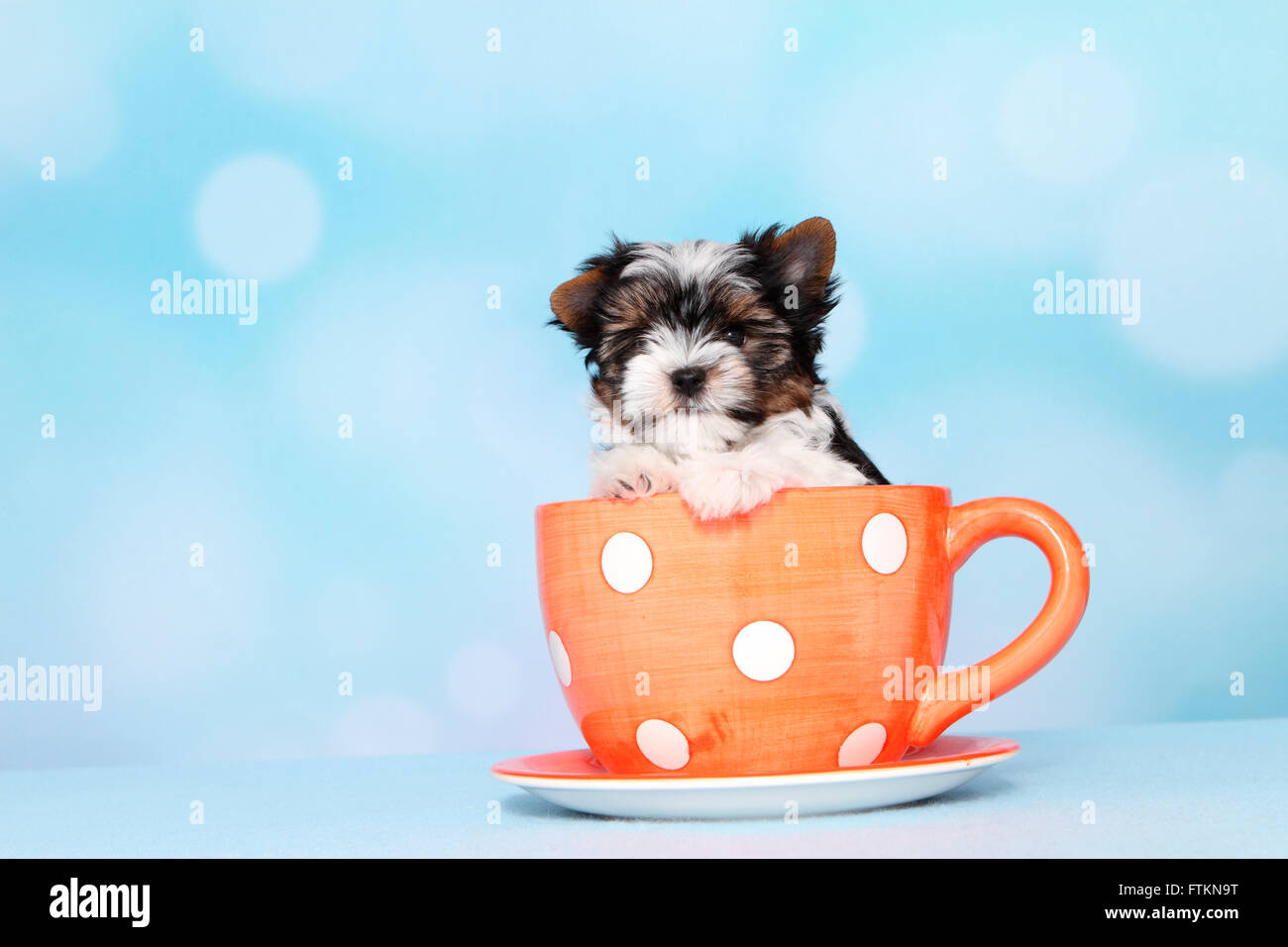 Biewer Terrier. Puppy (8 weeks old) in a big coffee cup. Studio picture ...