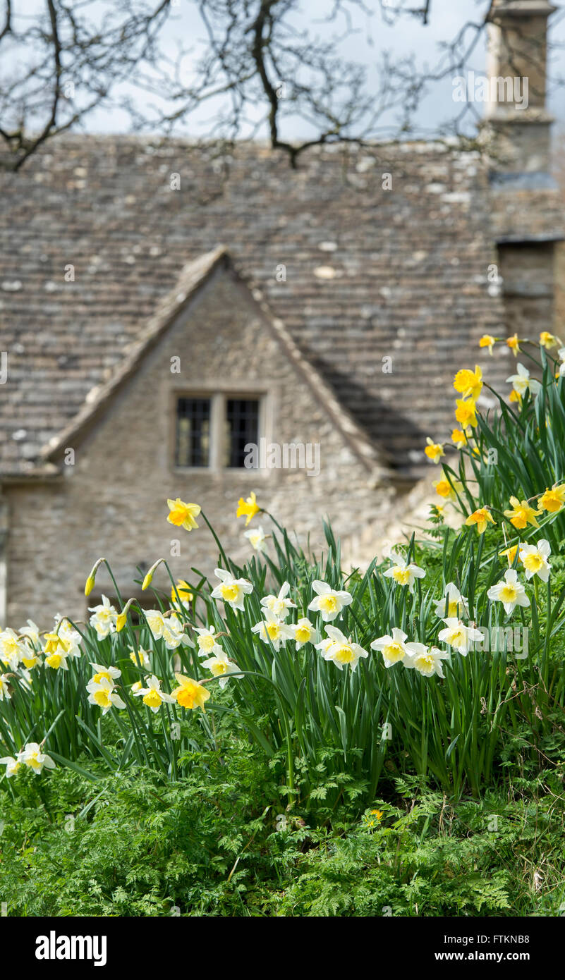 Spring Daffodil flowers in Ablington, Cotswolds, Gloucestershire ...