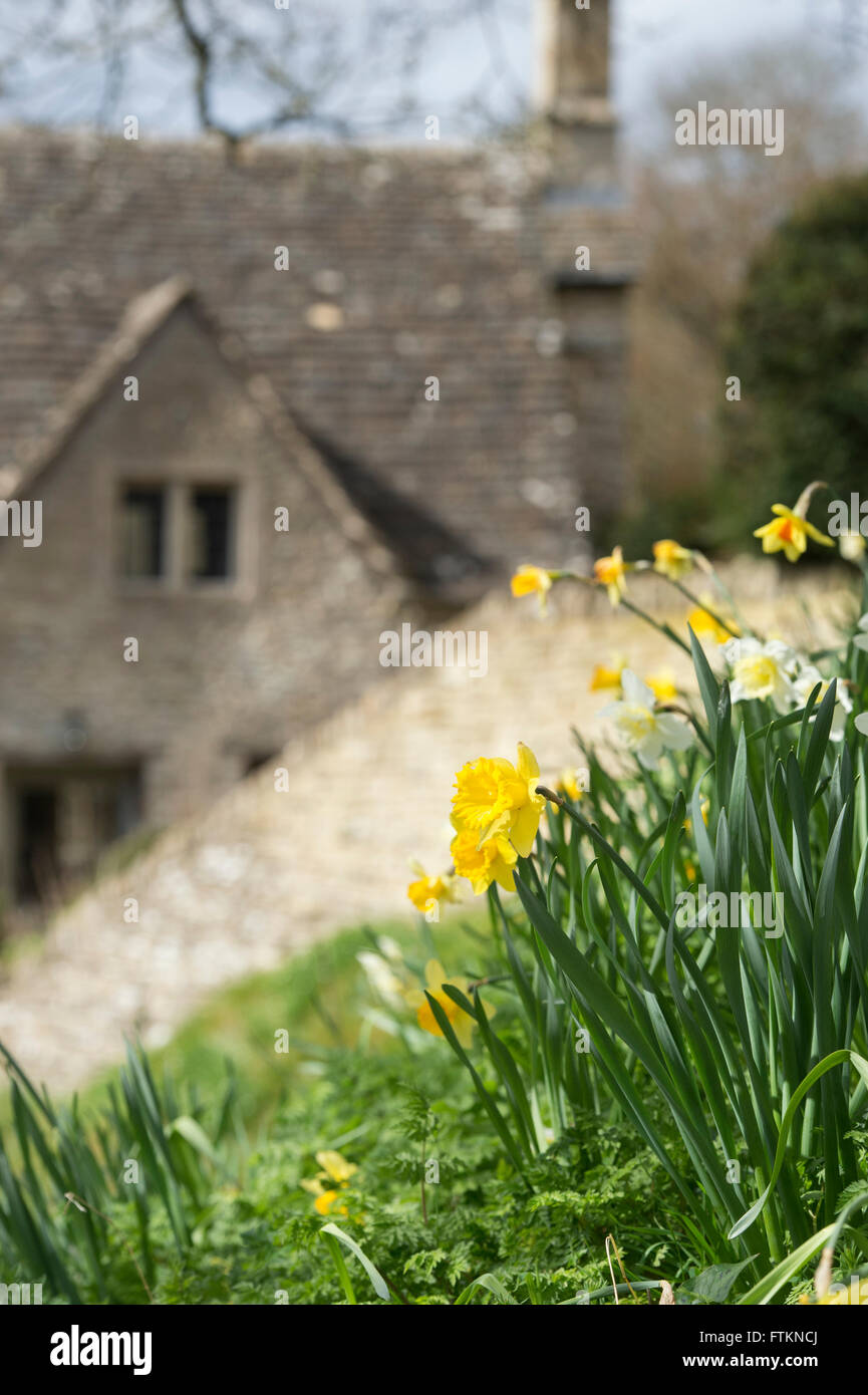 Spring Daffodil flowers in Ablington, Cotswolds, Gloucestershire ...