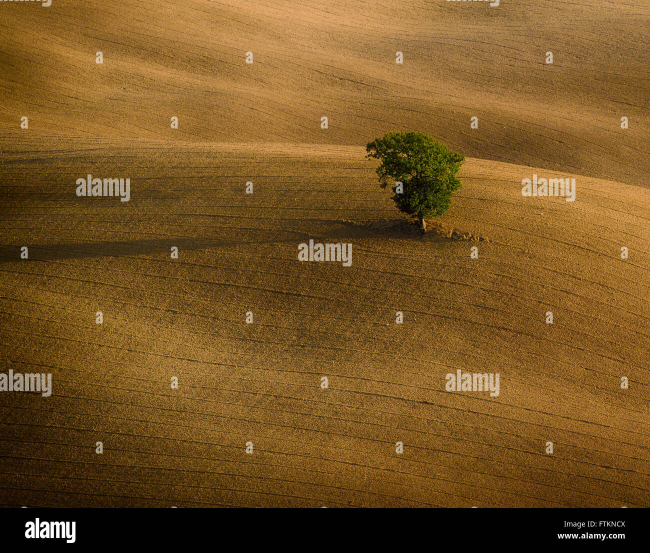 The lonely tree Stock Photo - Alamy