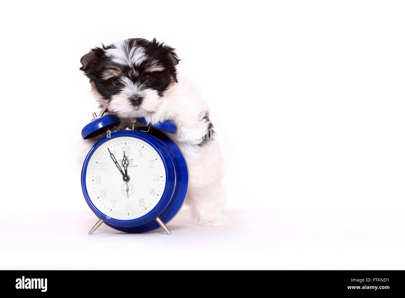 Biewer Terrier. Puppy (8 weeks old) next to an alarm clock. Studio ...