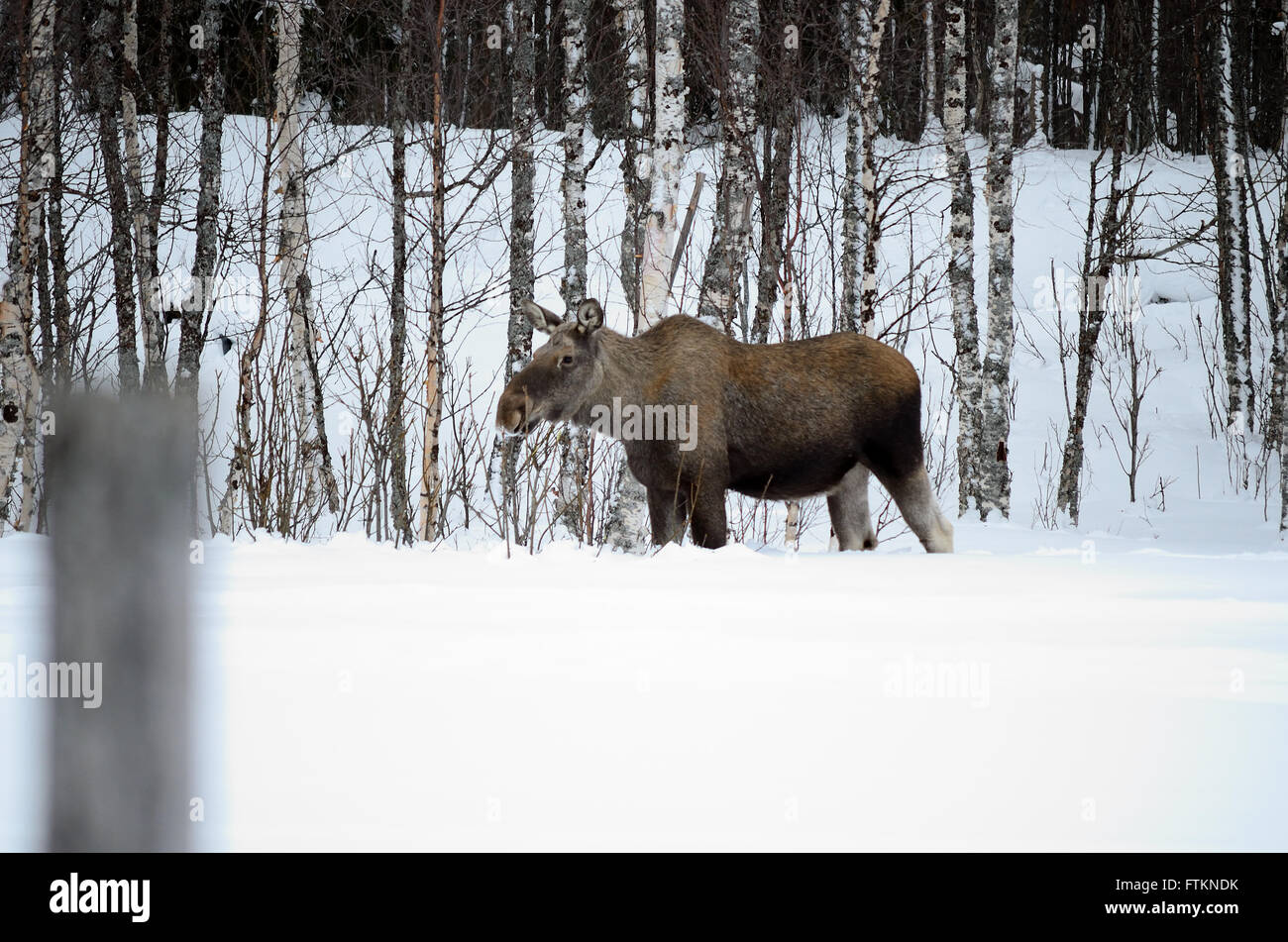 moose mother feeding from birch trees in winter nature Stock Photo - Alamy