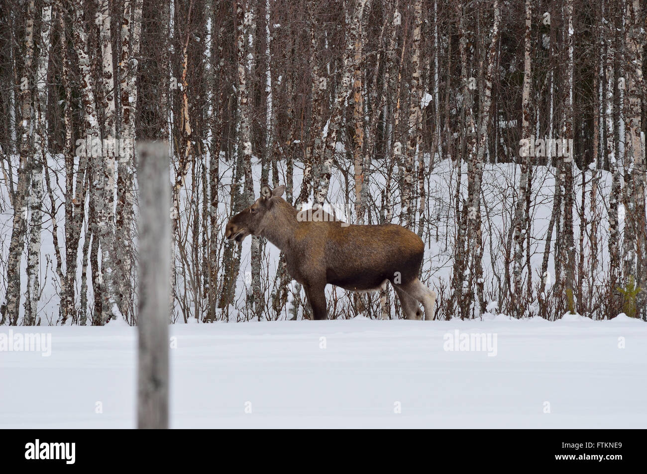 moose mother feeding from birch trees in winter nature Stock Photo - Alamy