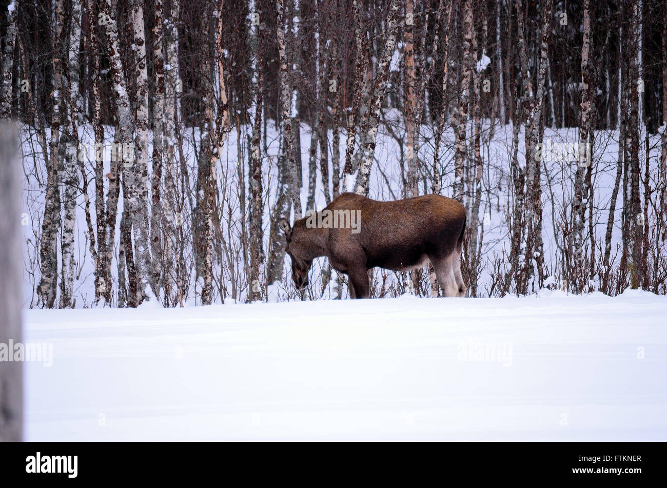 moose mother feeding from birch trees in winter nature Stock Photo - Alamy