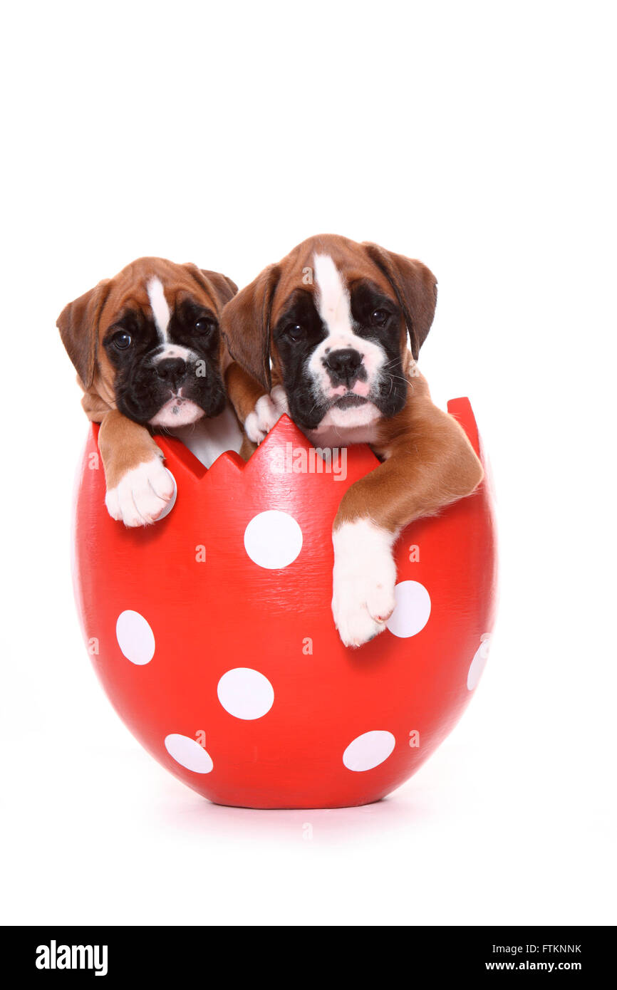 German Boxer. Two puppies (6 weeks old) in a decorative pot, shaped ...