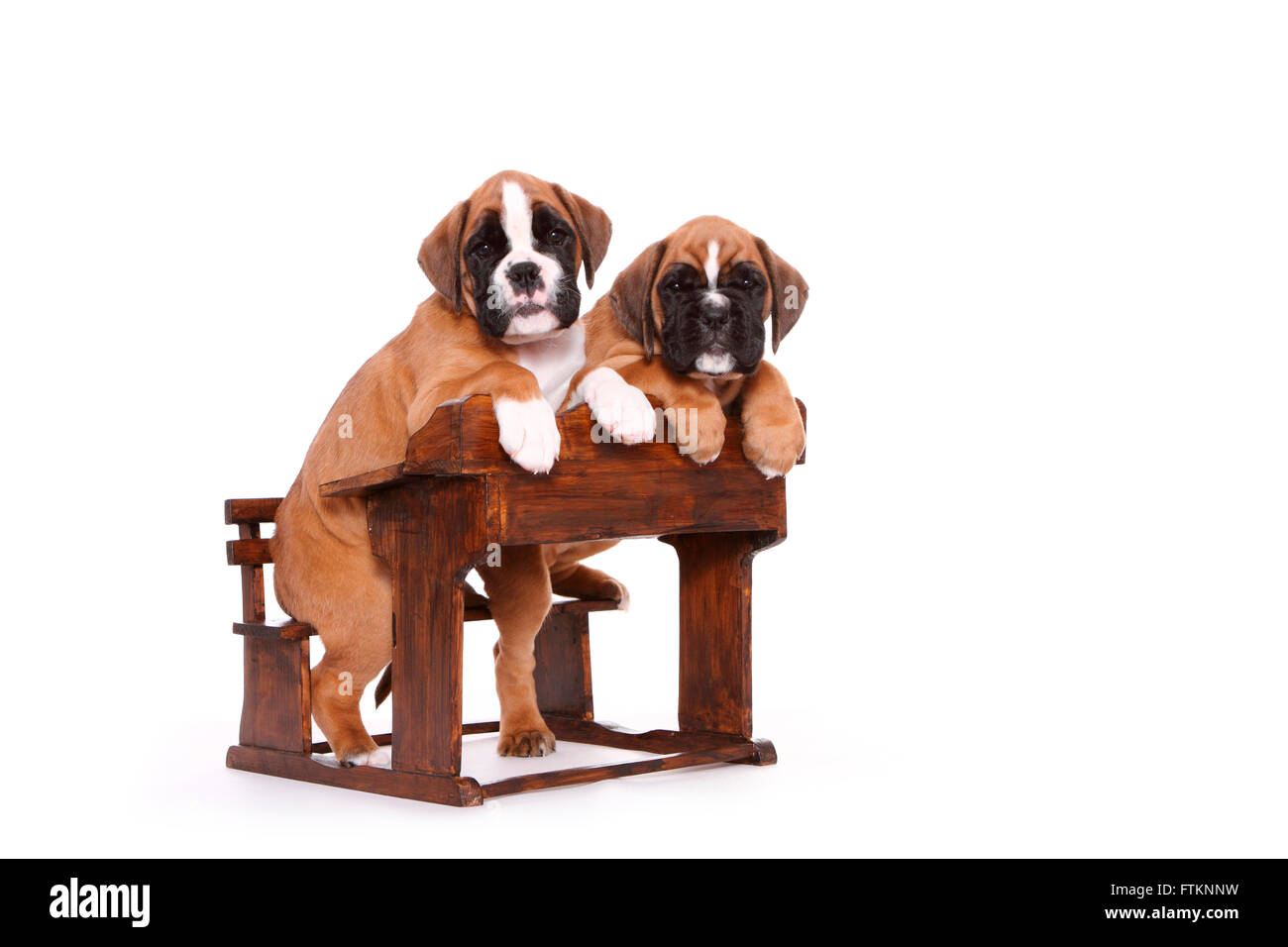 German Boxer. Two puppies (6 weeks old) sitting on an old-fashioned ...