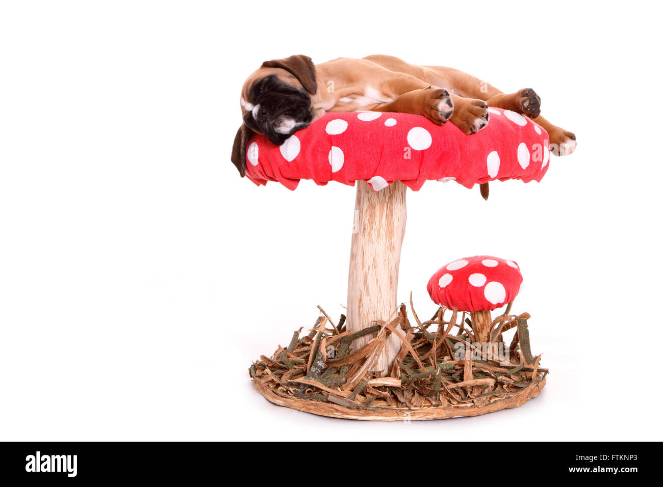 German Boxer. Puppy (6 weeks old) sleeping on a big Fly Agaric. Studio ...